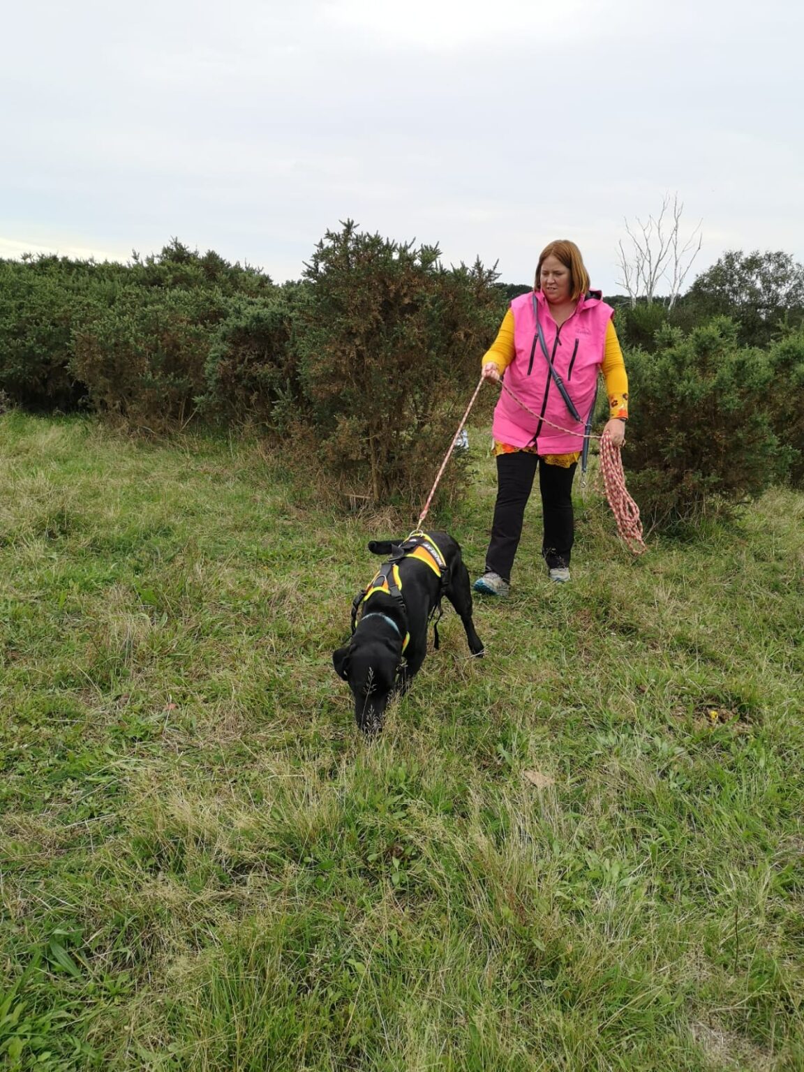 How Mantrailing Can Improve Your Dog’s Behaviour and Confidence - Fresh ...