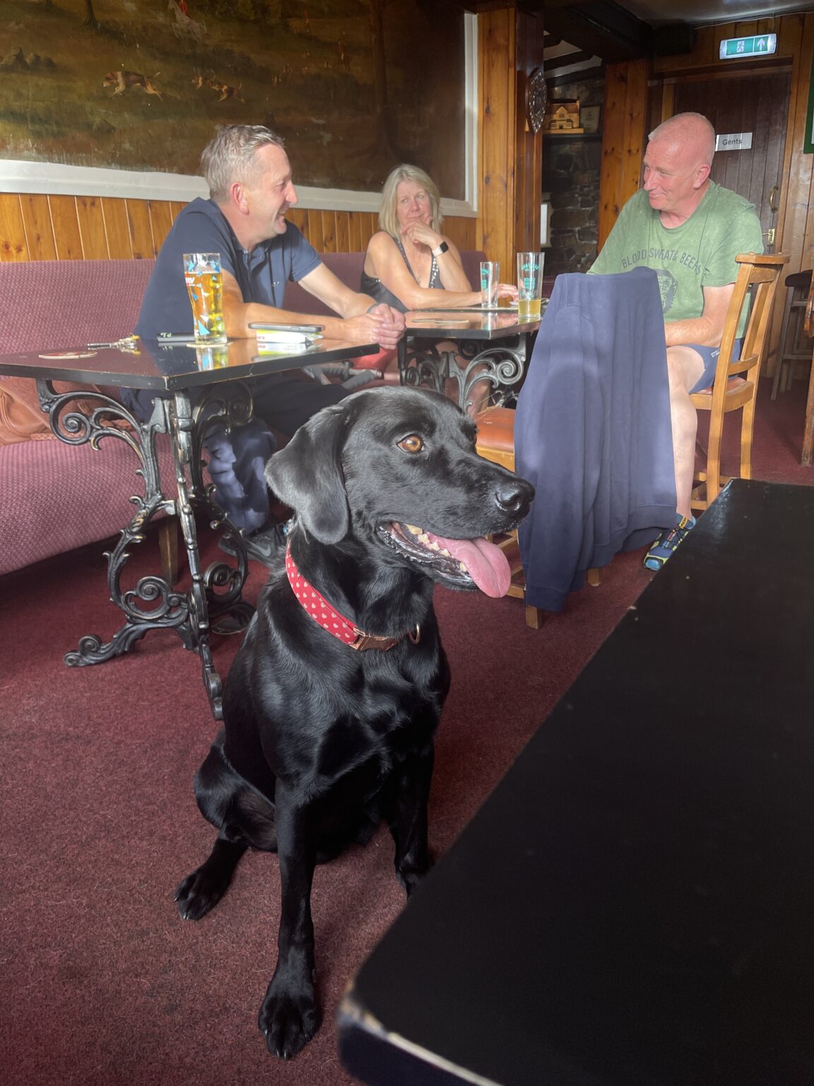 Dog Training Proofing: How to Improve Reliability with Distractions ...