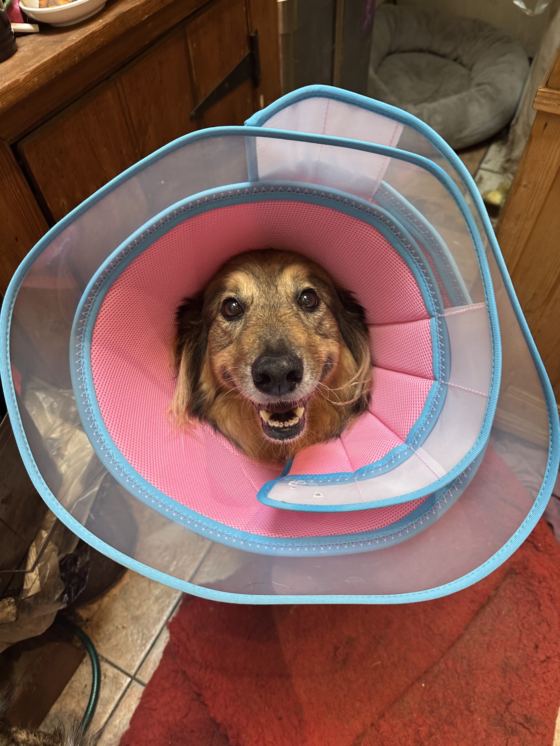 Rehabilitation Games for High Drive Dogs on Enforced Rest - Fresh Start ...